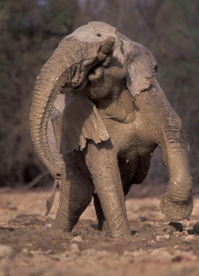 Mali Elephant Project Photo Gallery