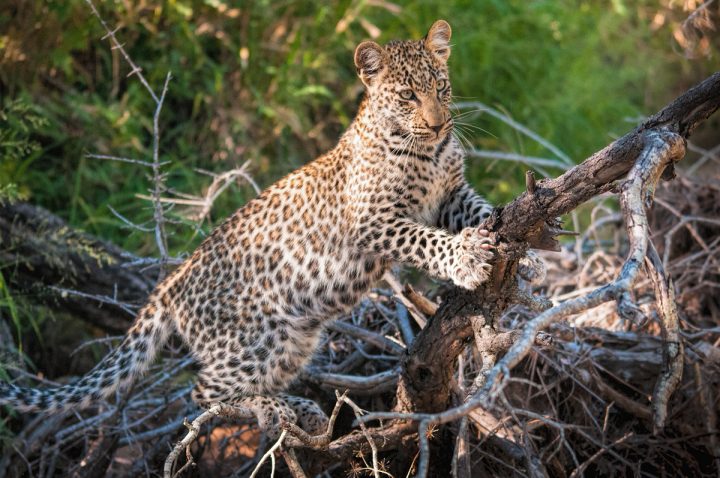 Leopards - Secretive, Elusive, Enthralling - Wildlife Photography Africa