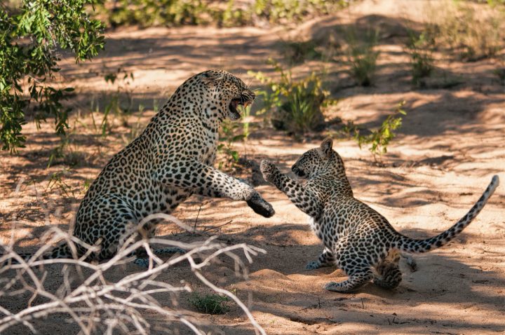 Leopards - Secretive, Elusive, Enthralling - Wildlife Photography Africa