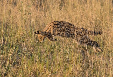 Serval, hunting in the long grass - Wildlife Photography Africa