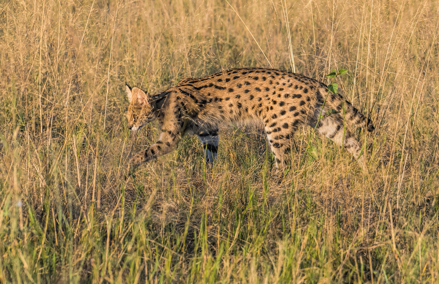 Serval, hunting in the long grass - Wildlife Photography Africa